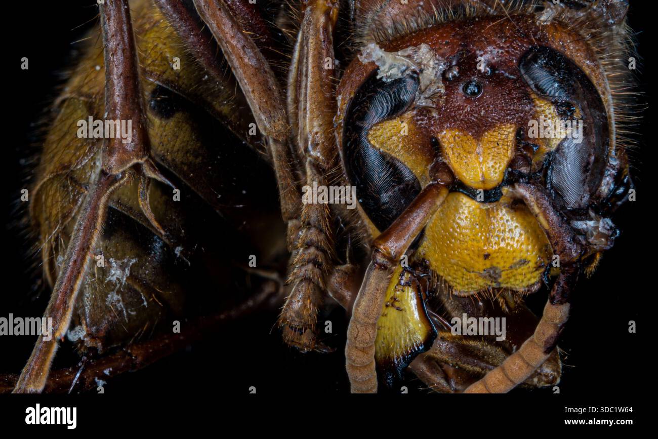Extreme macro close-up of a hornet head showing compound eyes ...