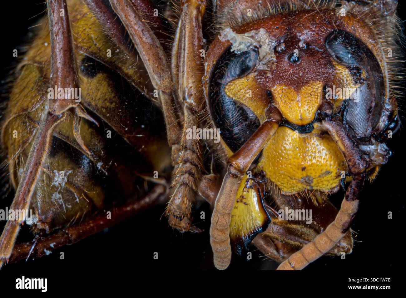 Extreme Macro Hornet Head - Focus-Stacked Close-Up Showing Compound ...