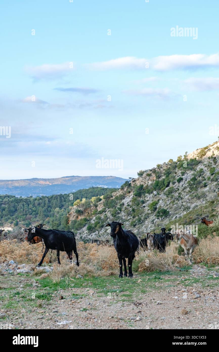Wildlife in crete hi-res stock photography and images - Alamy