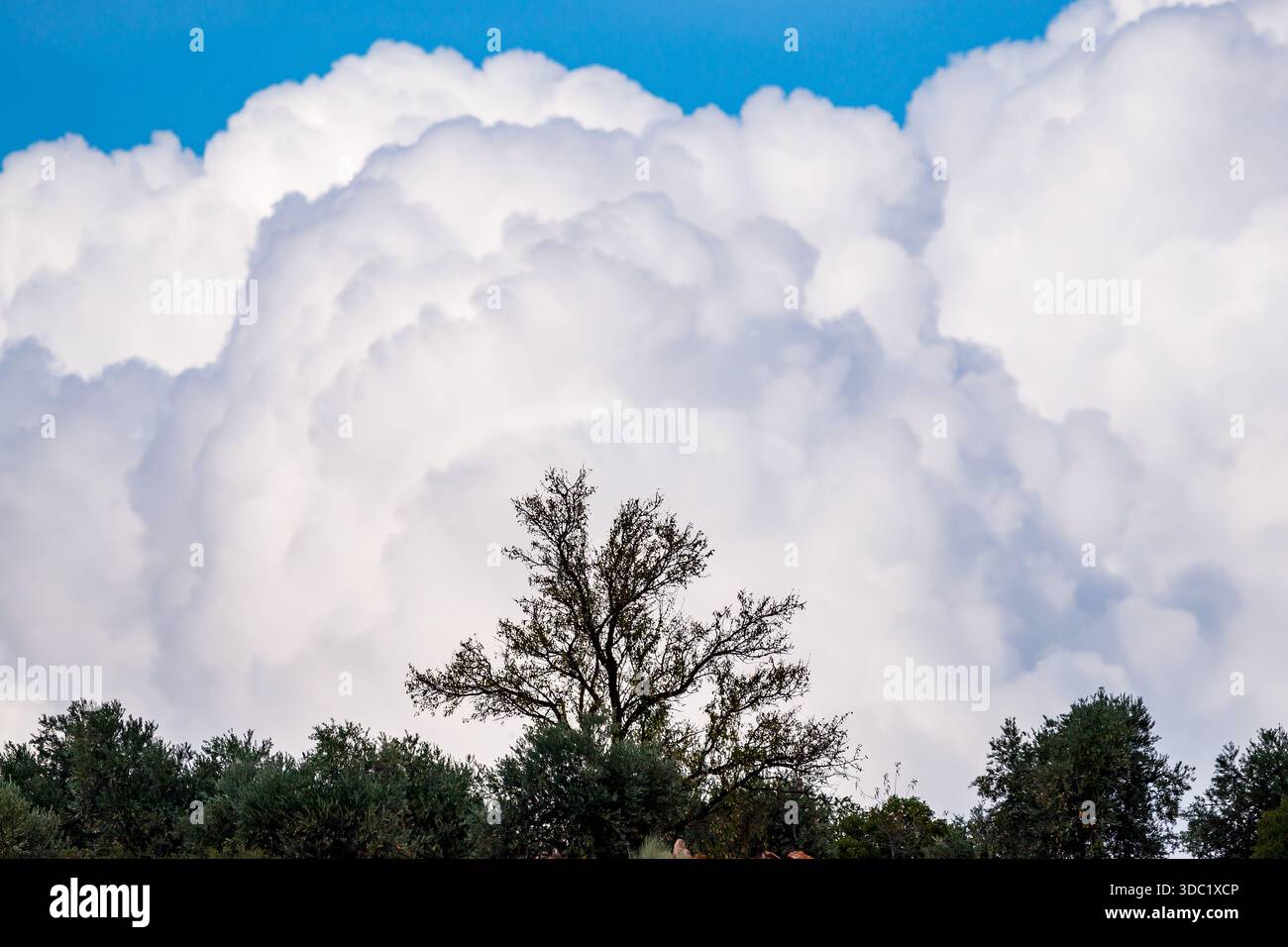 Magnificent cumulus cloud hi-res stock photography and images - Alamy