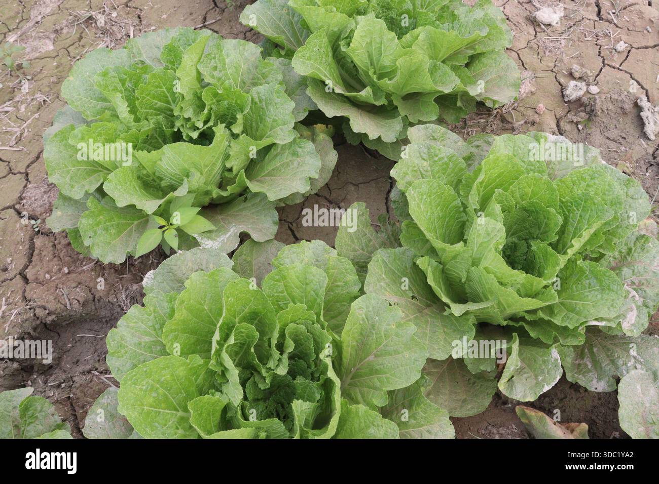 Vegetable diet chinese asian hi-res stock photography and images - Alamy