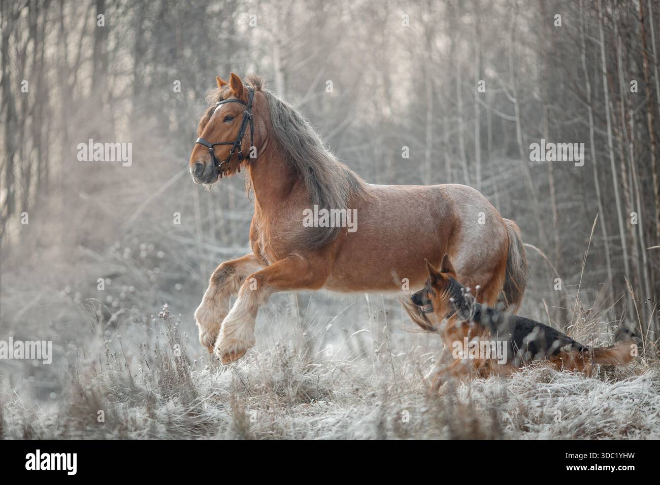Brown tinker horse with a long mane standing beside a dog Stock Photo ...