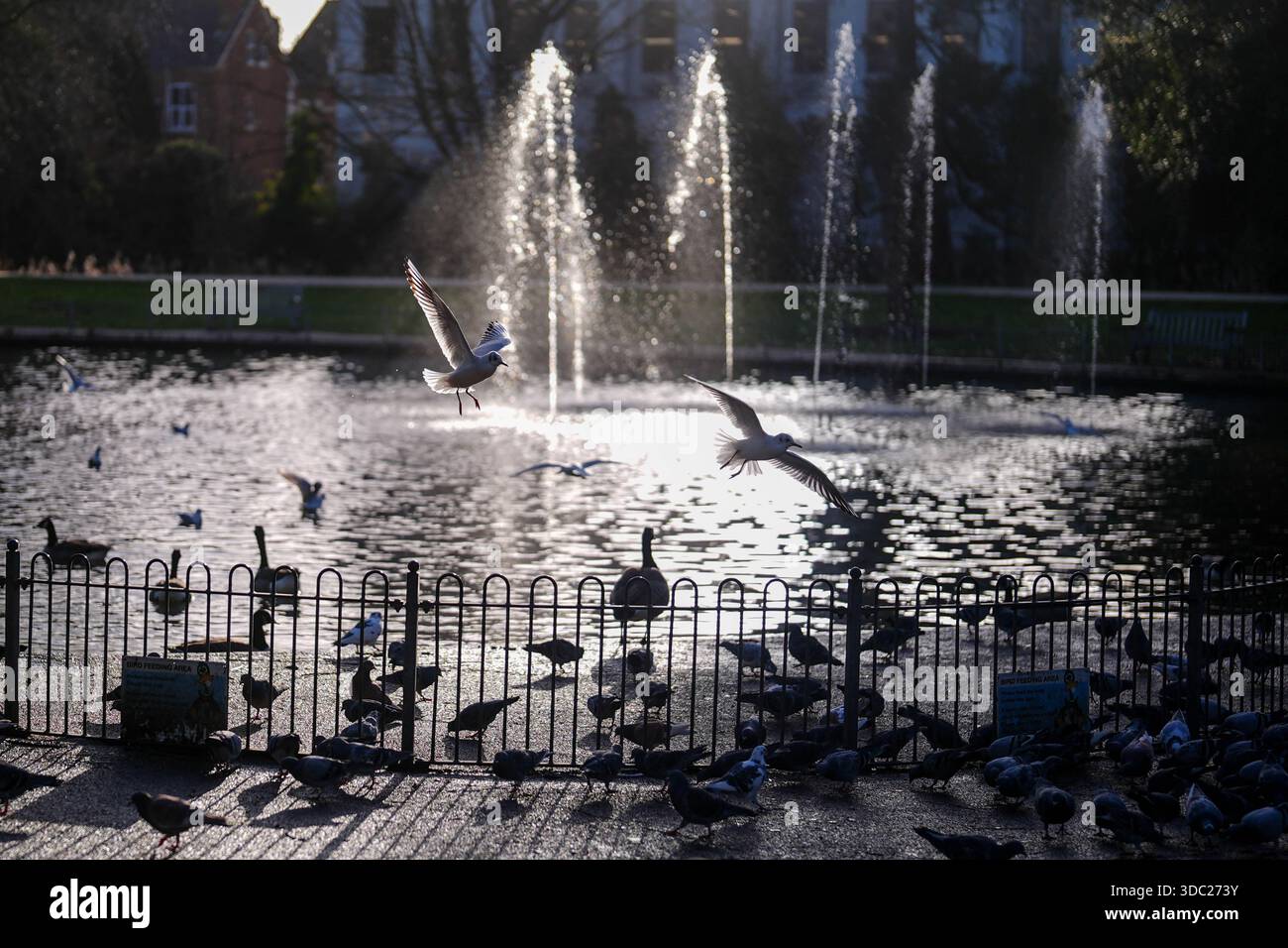Birds fly in Jephson Gardens in Leamington Spa, Warwickshire. Picture ...