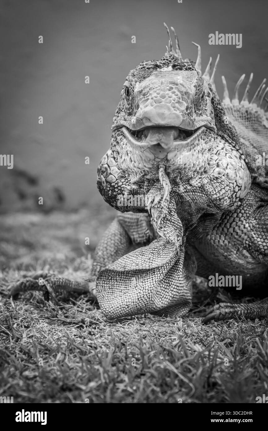 I came across this phenomenal looking massive iguana in a small private ...