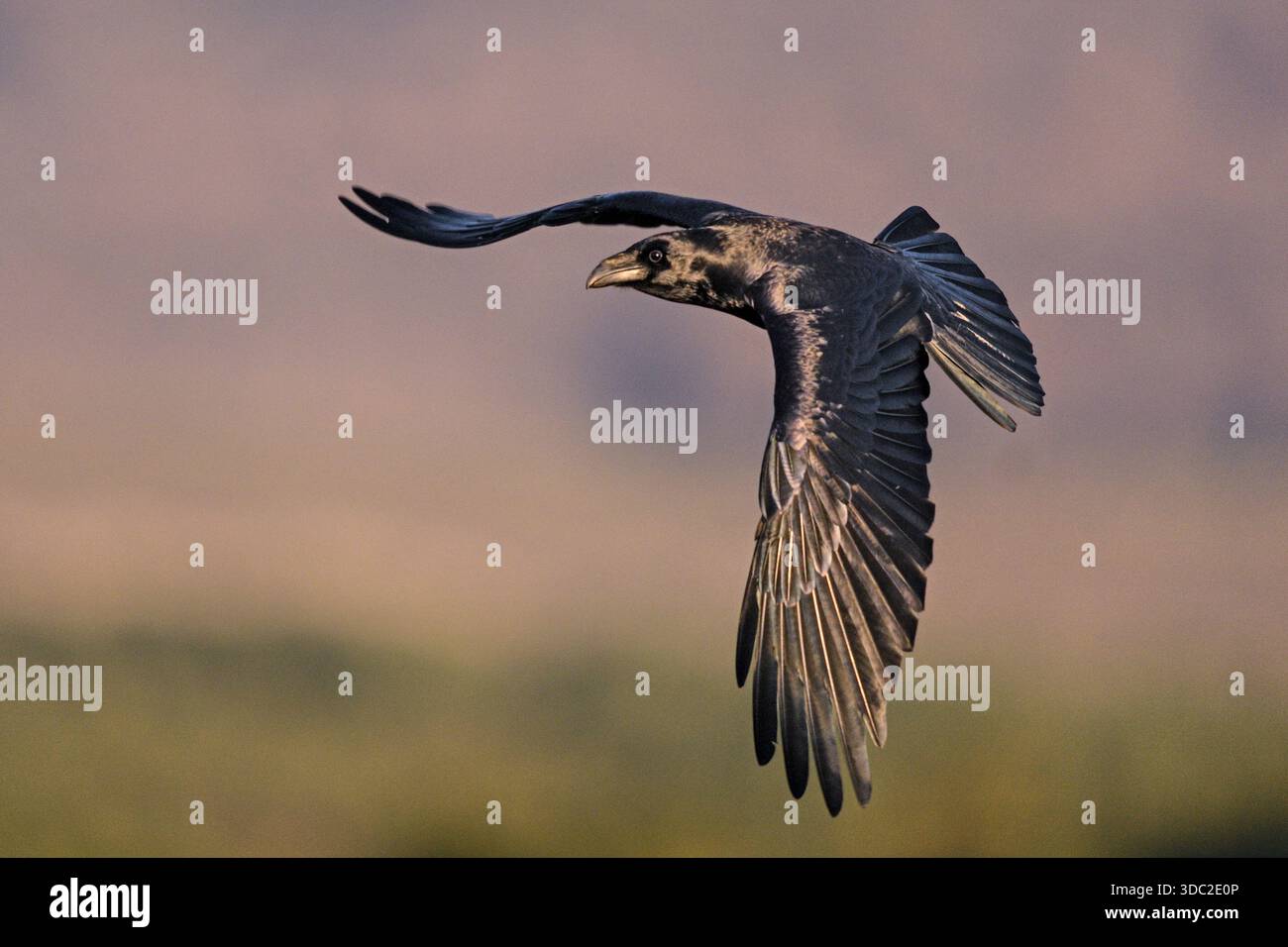 Raven in flight dawn hi-res stock photography and images - Alamy