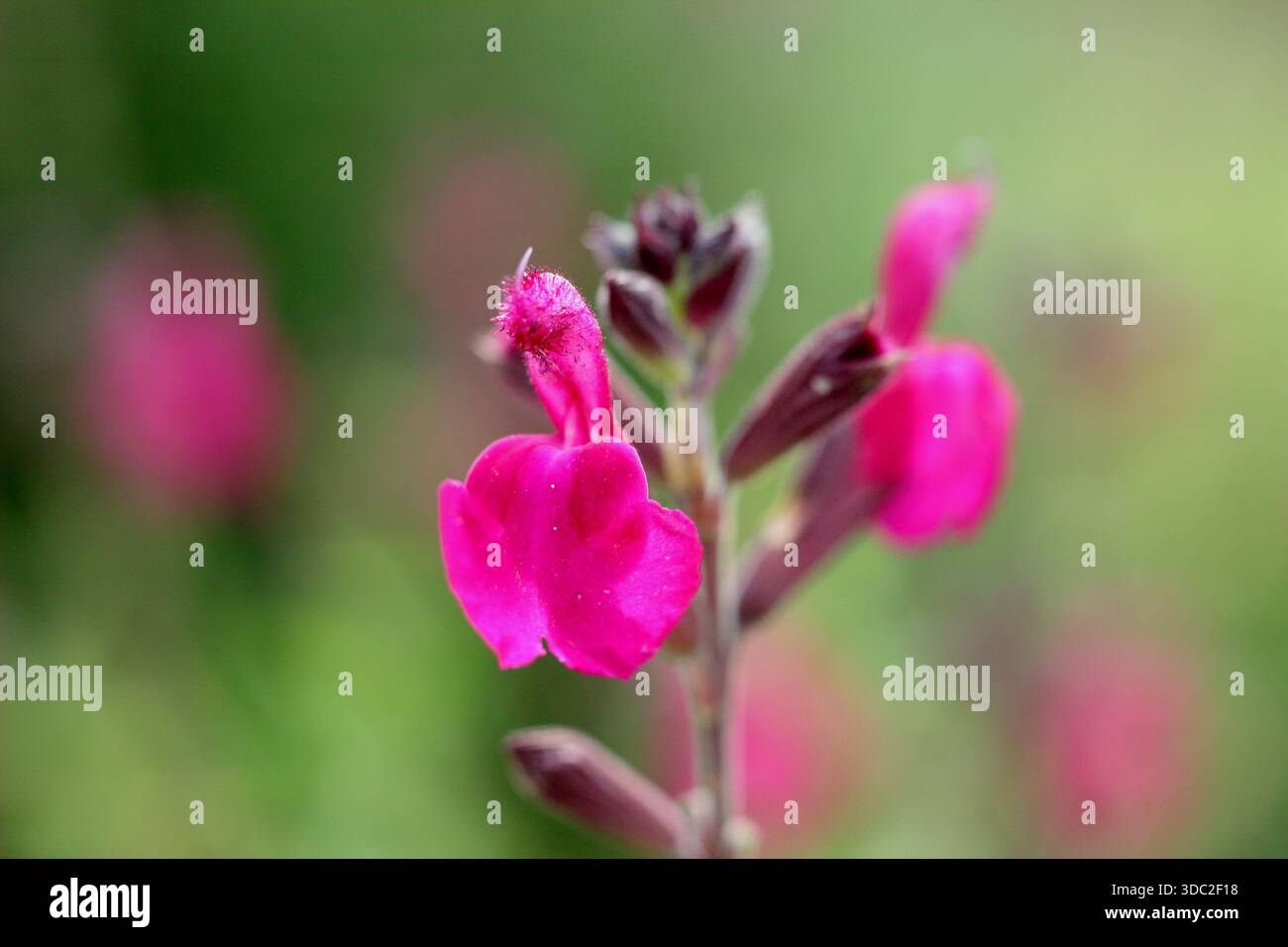Salvia × jamensis 'Raspberry Royale. Also known as Salvia greggii ...