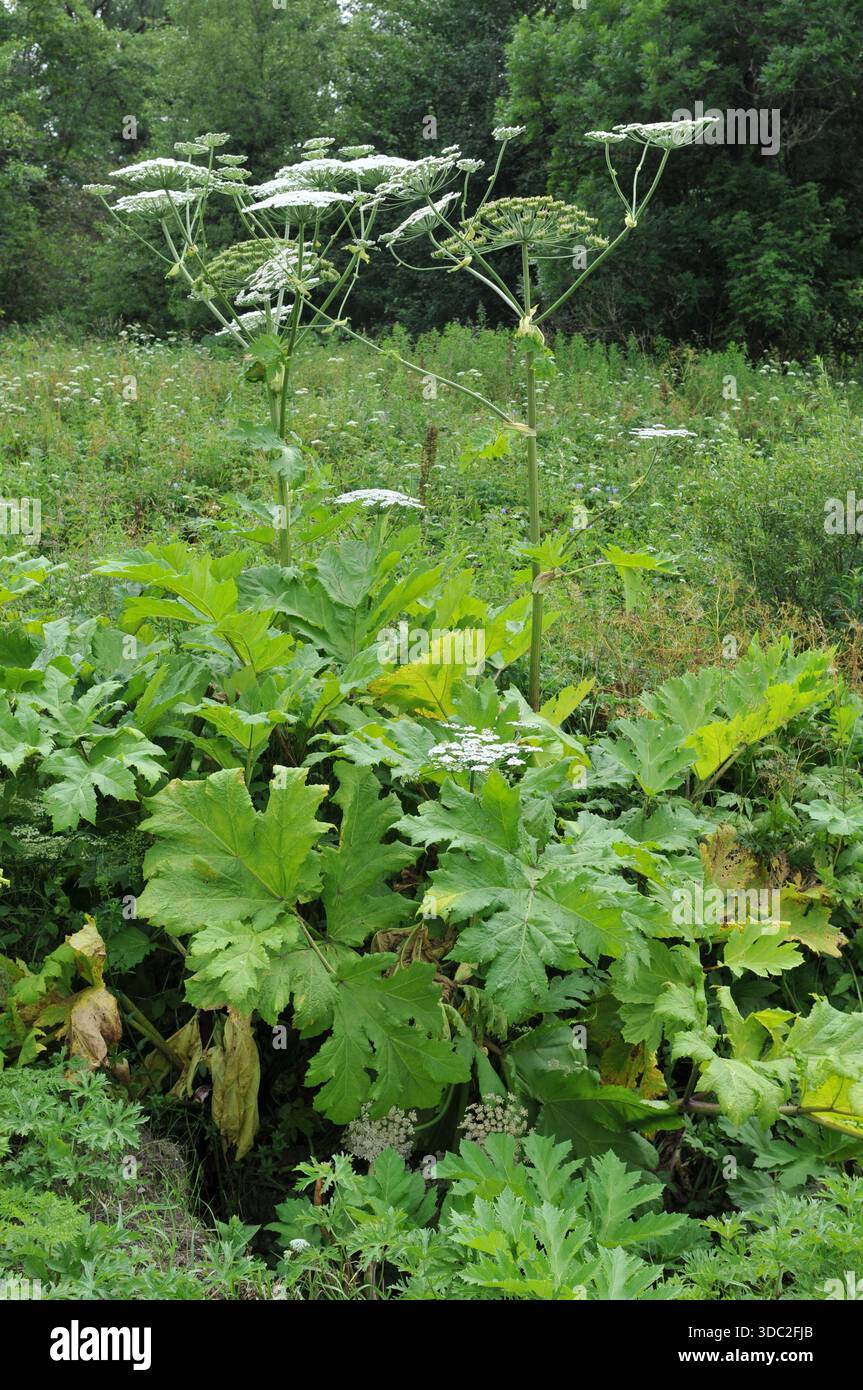 Giant hogweed (Heracleum sosnowskyi), invasive and dangerous plant ...