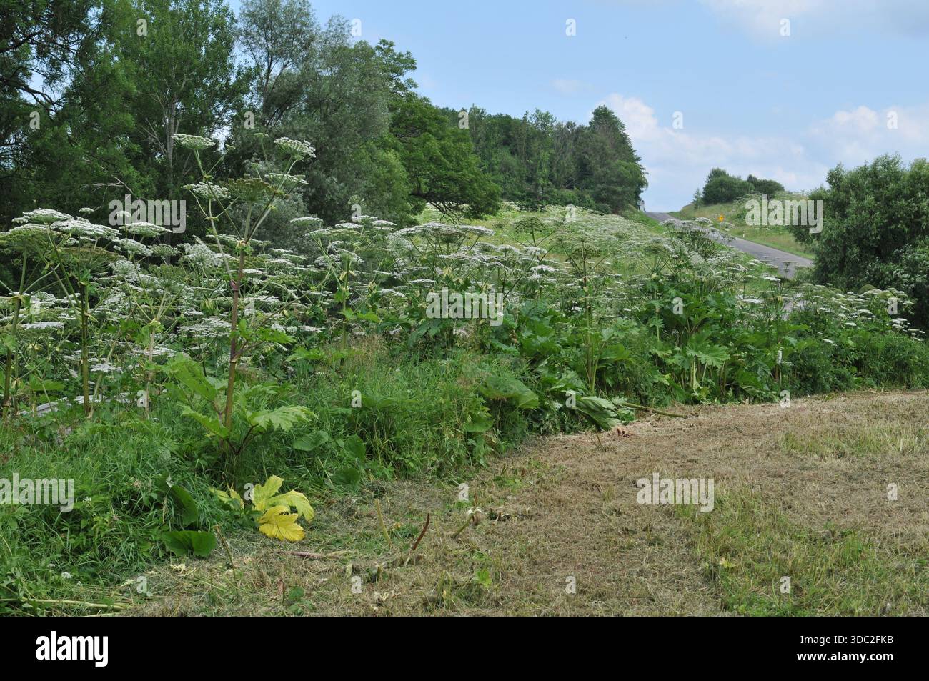 Large area covered by giant hogweed near Sanok in southeastern Poland ...