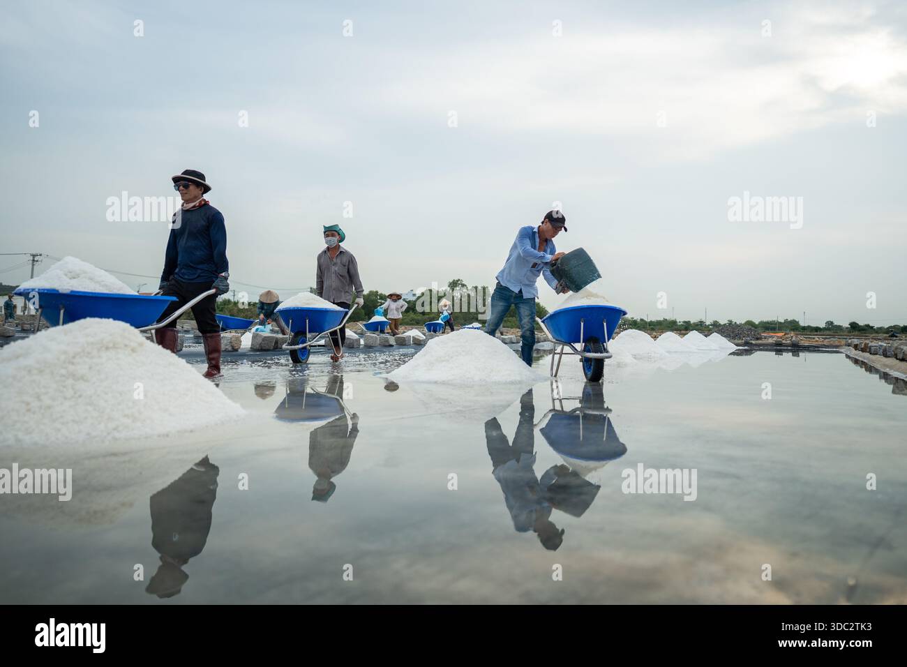 Process of production and collecting sea salt in Vietnam, farmers ...