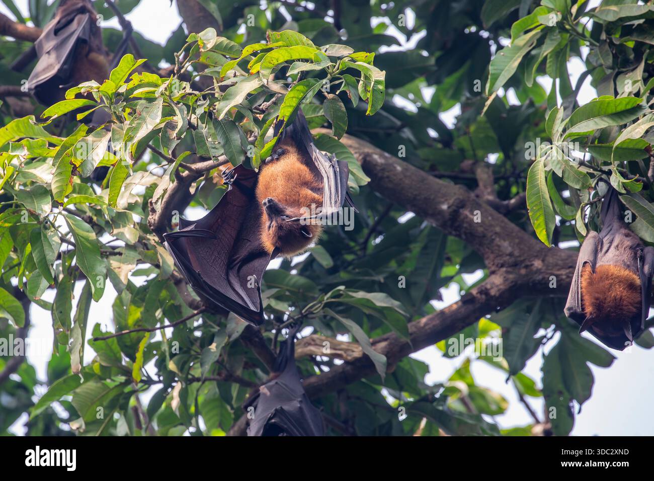 Flying foxes hang from trees hi-res stock photography and images - Alamy