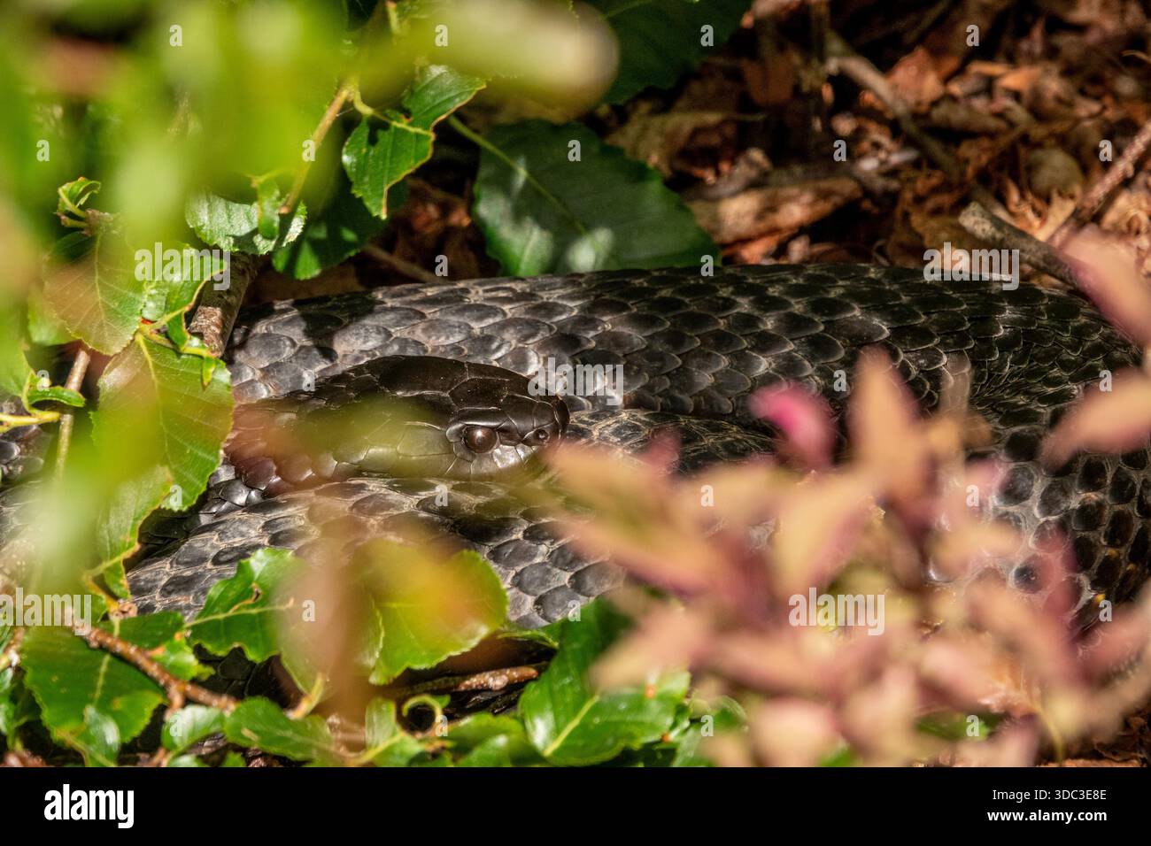Tiger snake hi-res stock photography and images - Alamy