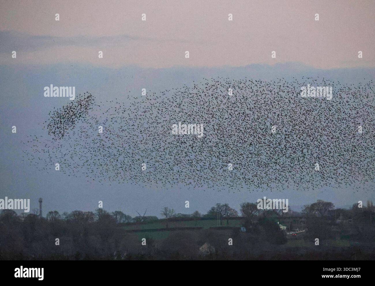 Uk murmuration 2025 hi-res stock photography and images - Alamy