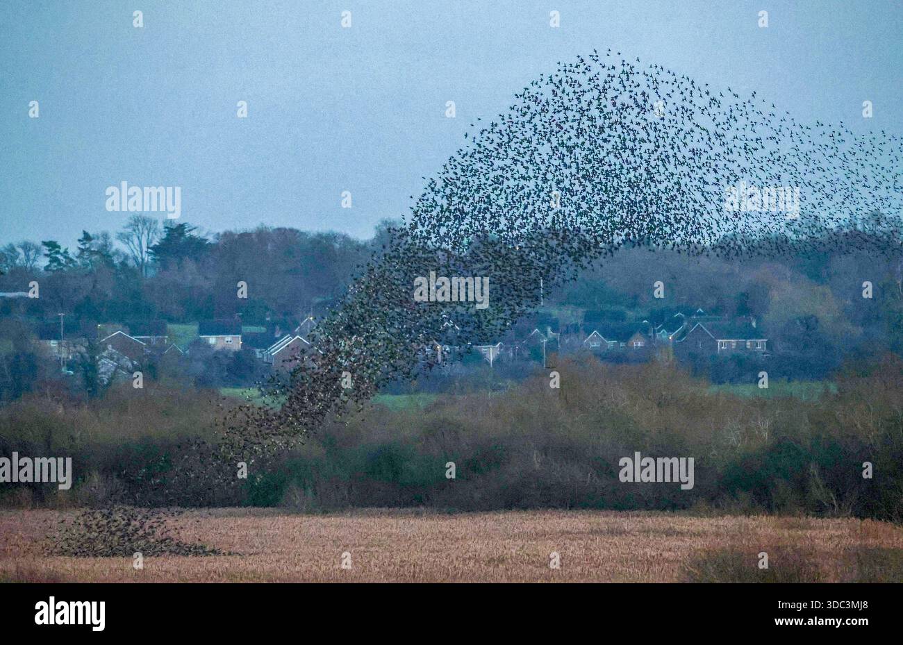 December 2025 murmuration hi-res stock photography and images - Alamy