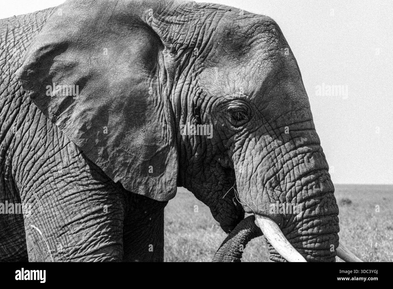 African ecosystem photography Black and White Stock Photos & Images - Alamy