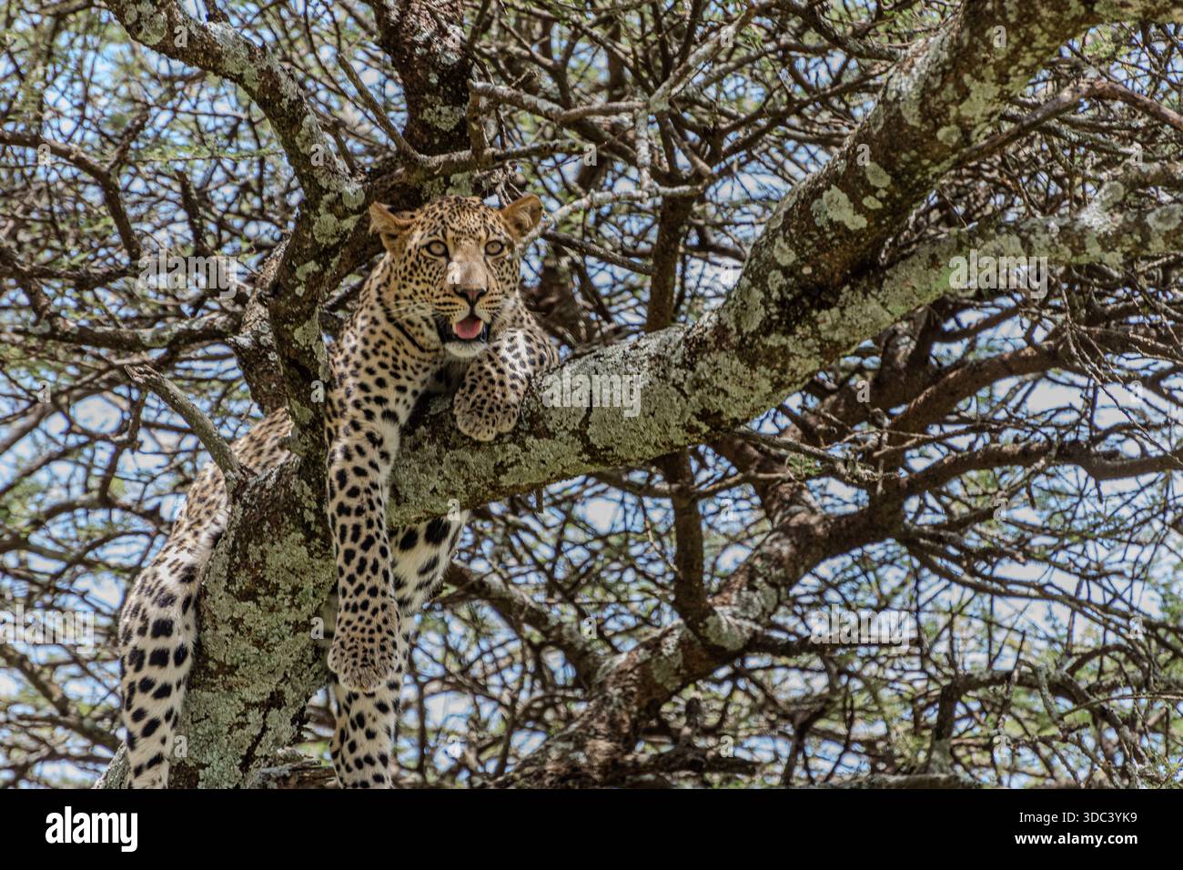 Animalsinwildlife hi-res stock photography and images - Alamy
