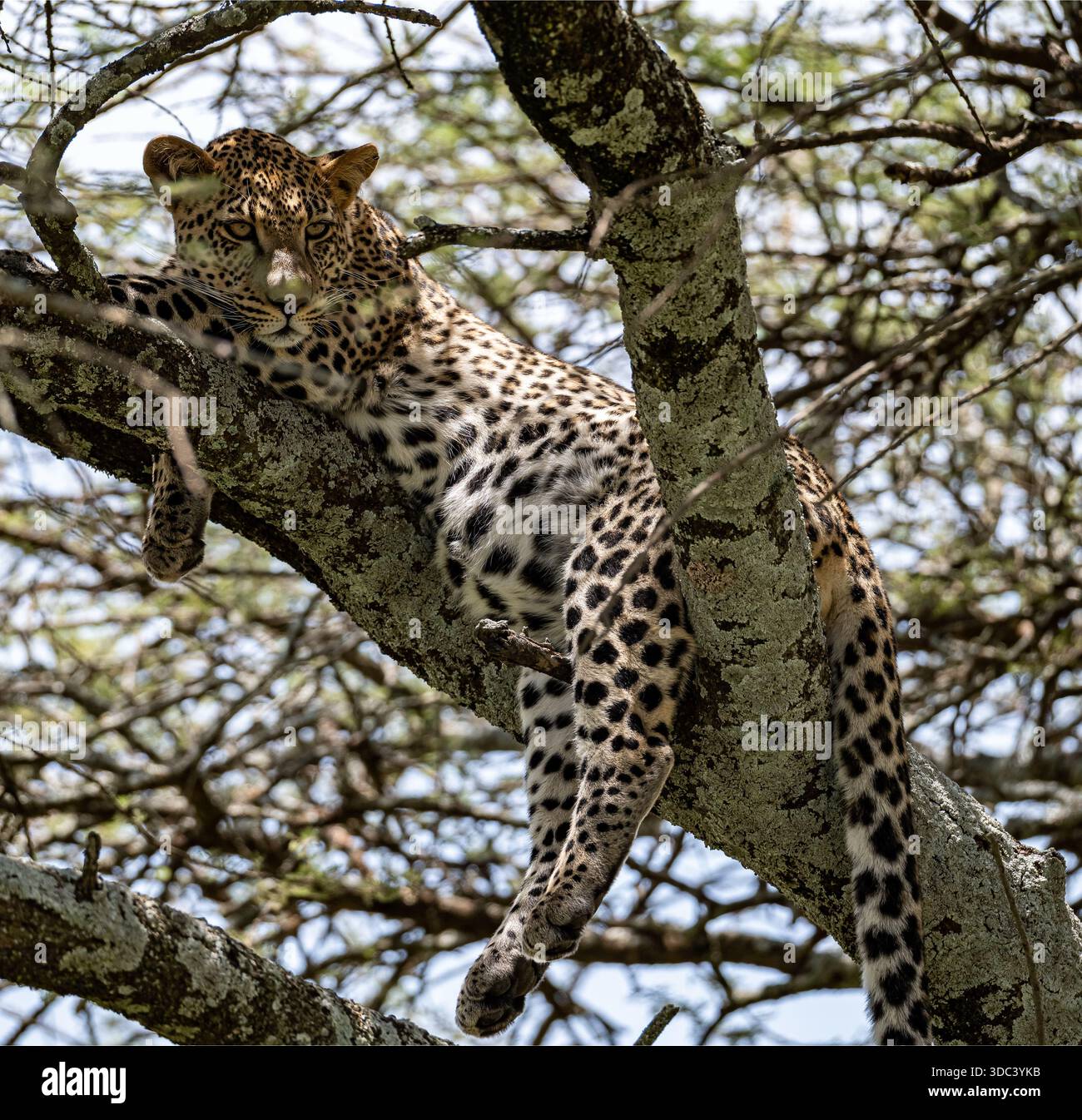 Animalsinwildlife hi-res stock photography and images - Alamy