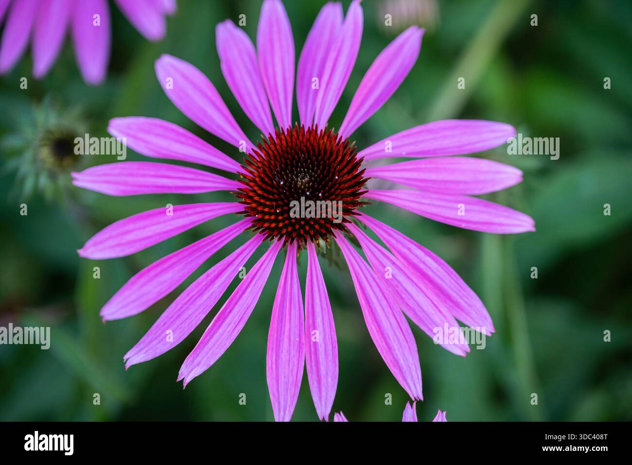 Sydney australia spring growth hi-res stock photography and images - Alamy