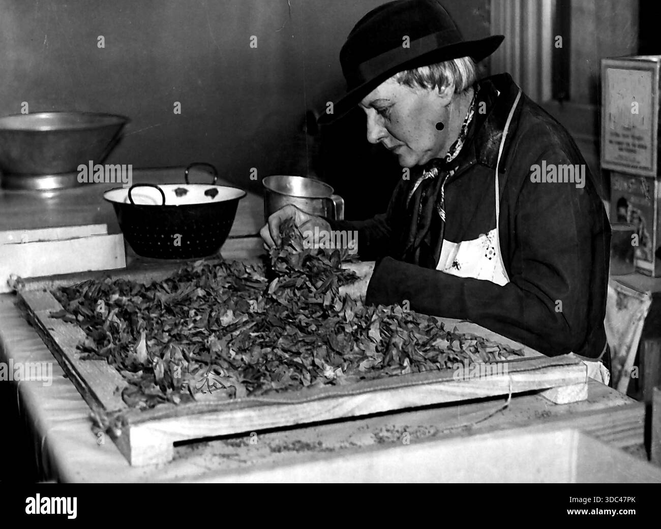 Century herbs Black and White Stock Photos & Images - Alamy
