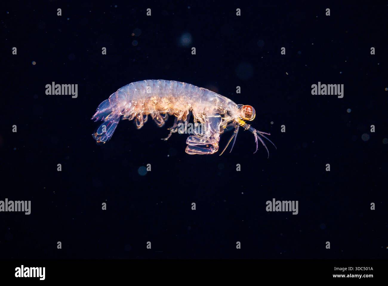 This larval stage of a mantis shrimp is just two inches long and was ...