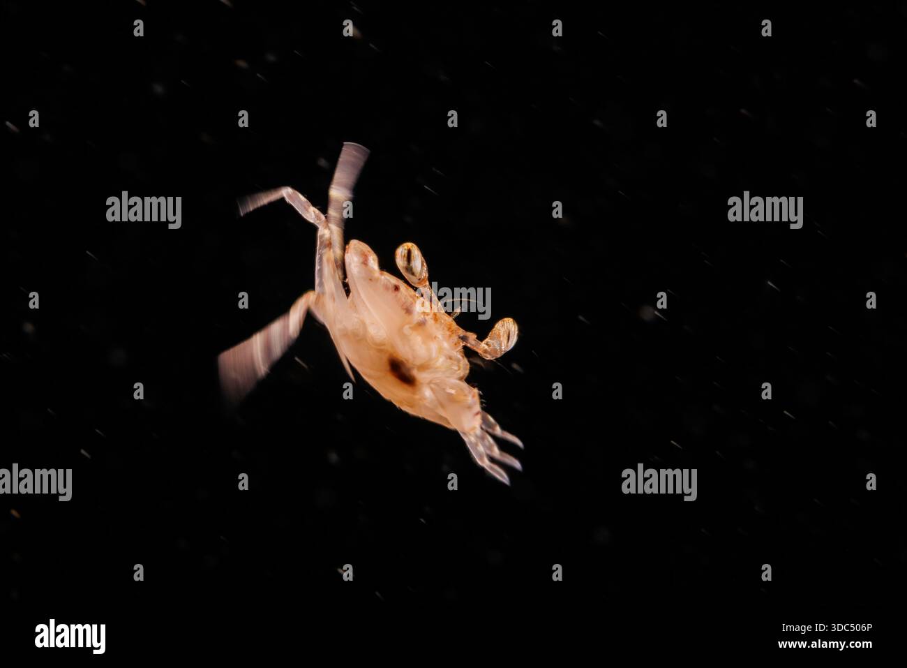 A pelagic swimming crab, Portunus sp, photographed during a blackwater ...