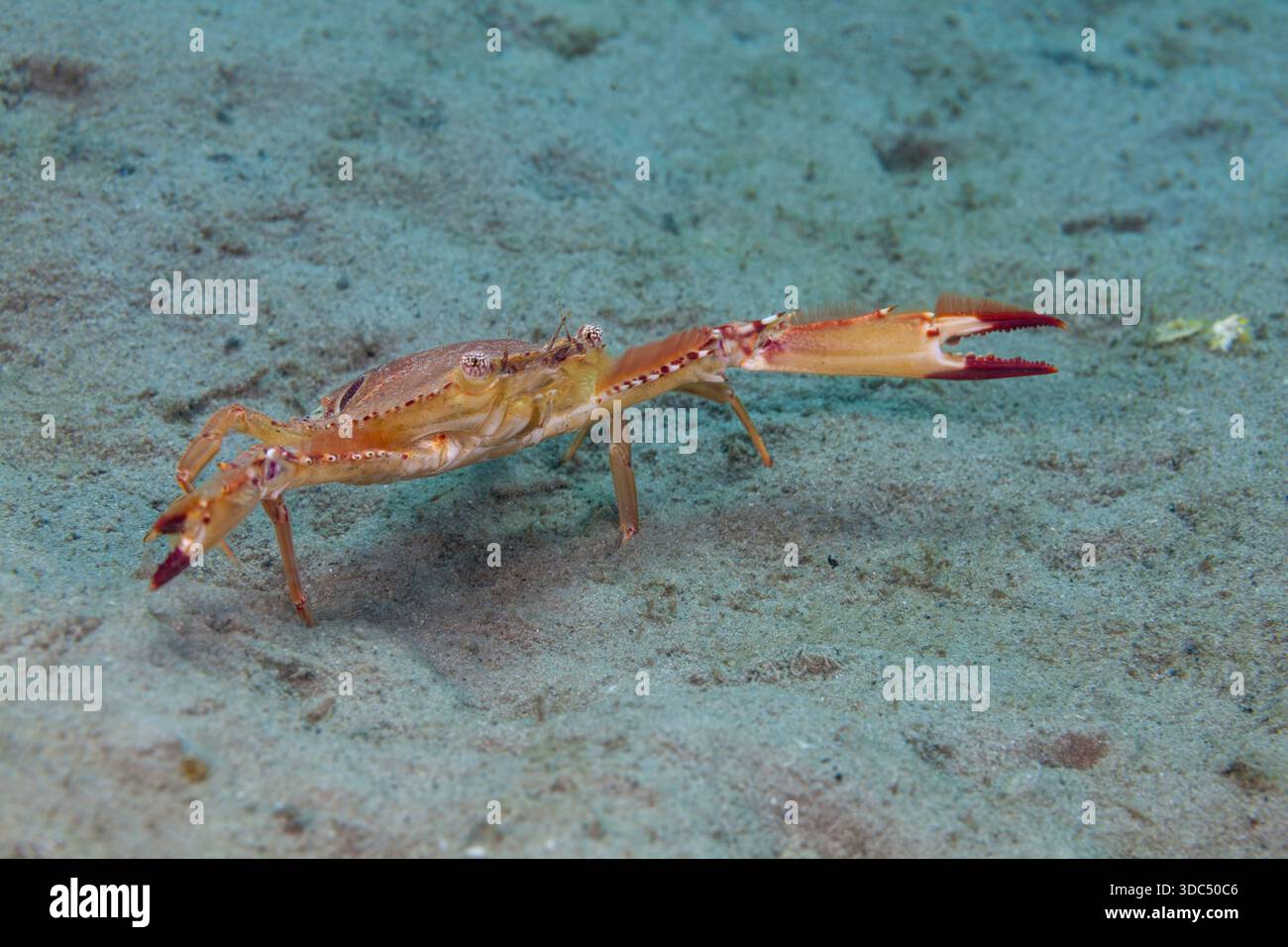 The ocellate swimming crab (Portunus sebae) is a striking crustacean ...