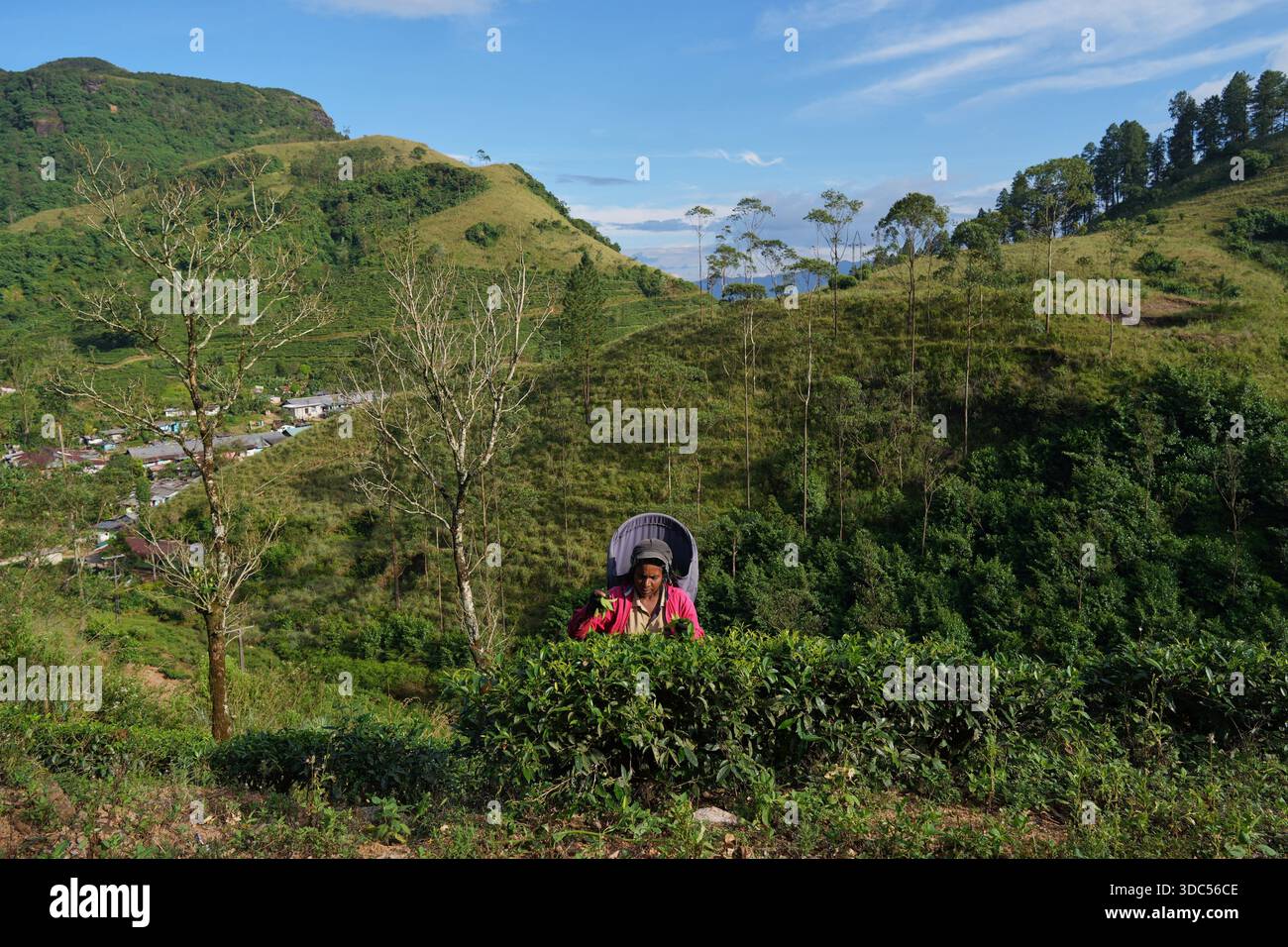 A worker plucks tea tips in an area affected by Cyclone Ditwah which ...