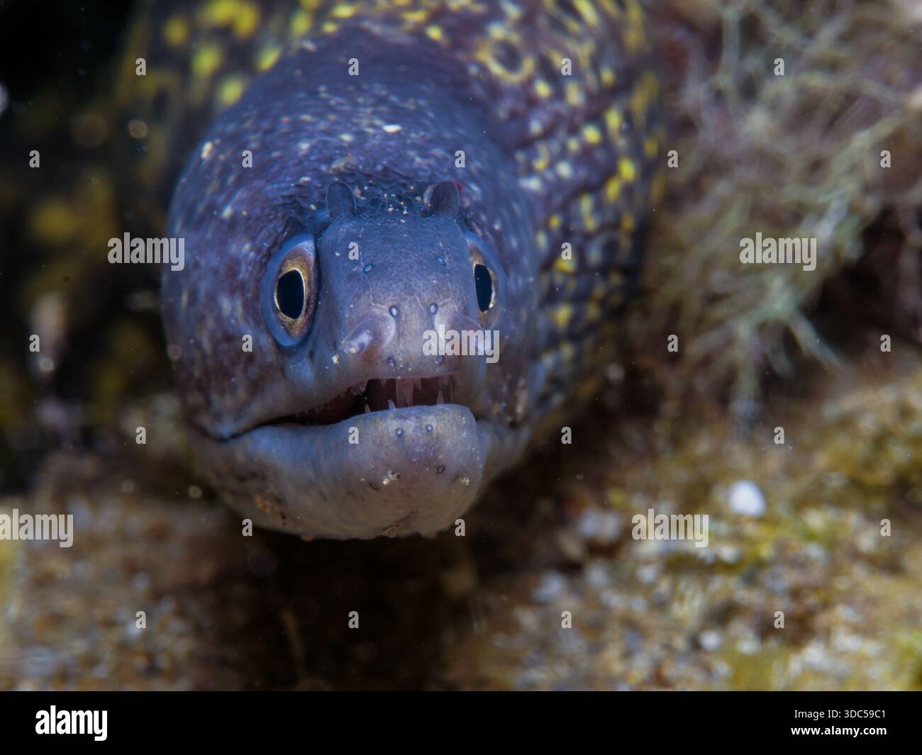 Eel ponds hi-res stock photography and images - Alamy