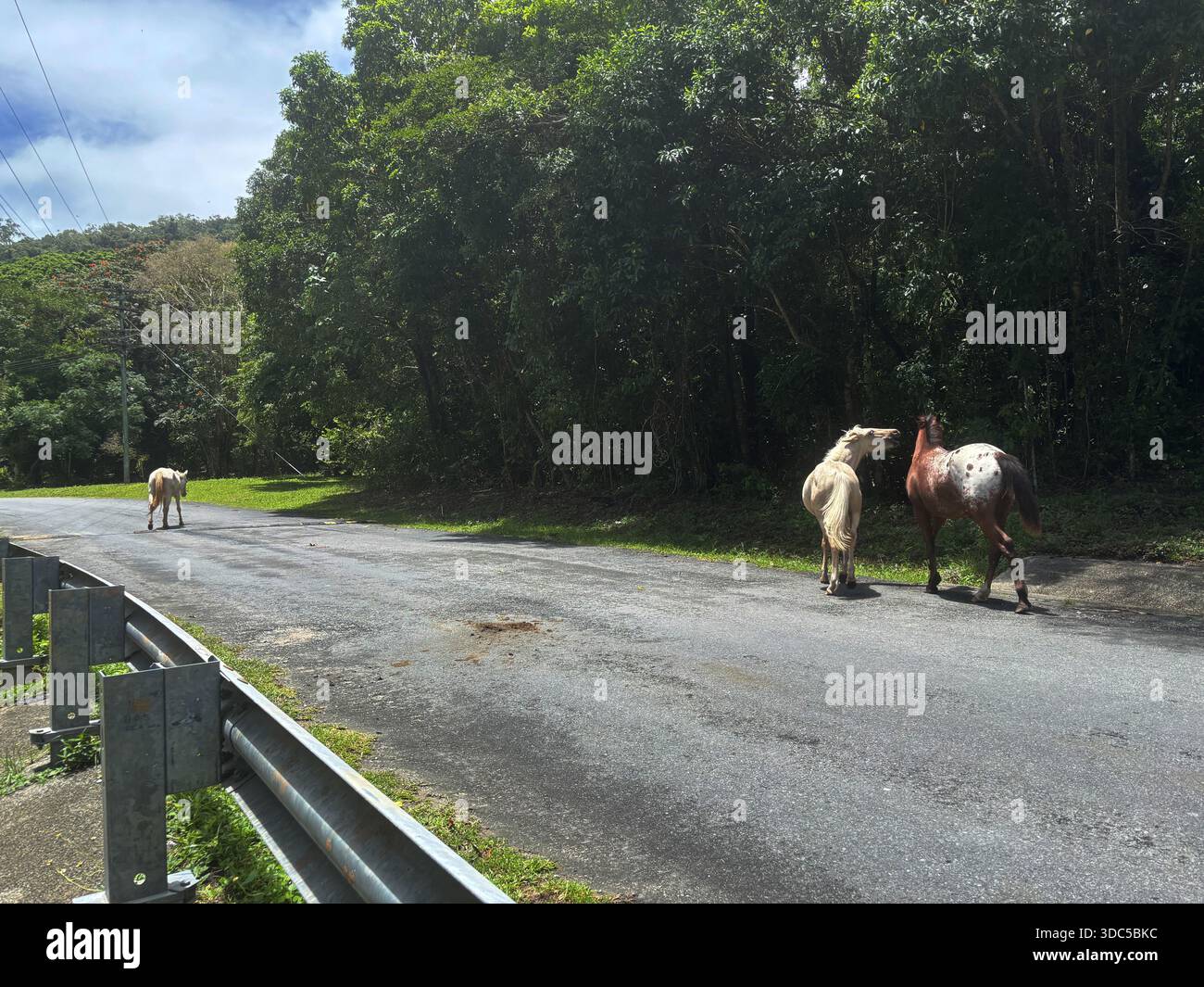Horses wandering along road, Yarrabah Aboriginal Shire, near Cairns ...