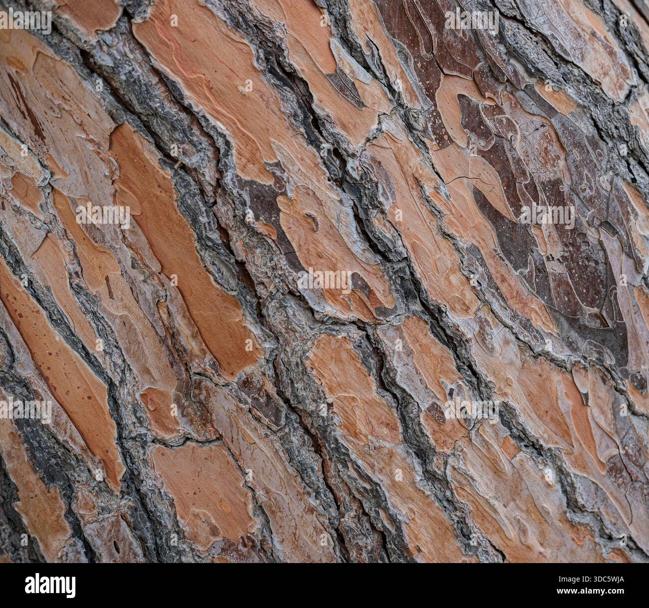 Natural environment botanical textures hi-res stock photography and ...