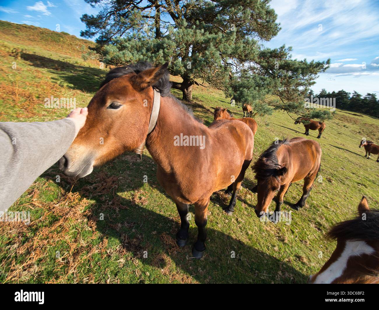 M zuiko digital ed 7 14mm f 2 8 pro hi-res stock photography and images ...