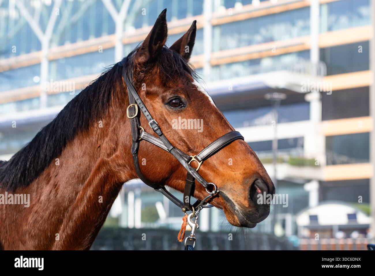 Clarence house chase 2025 hi-res stock photography and images - Alamy