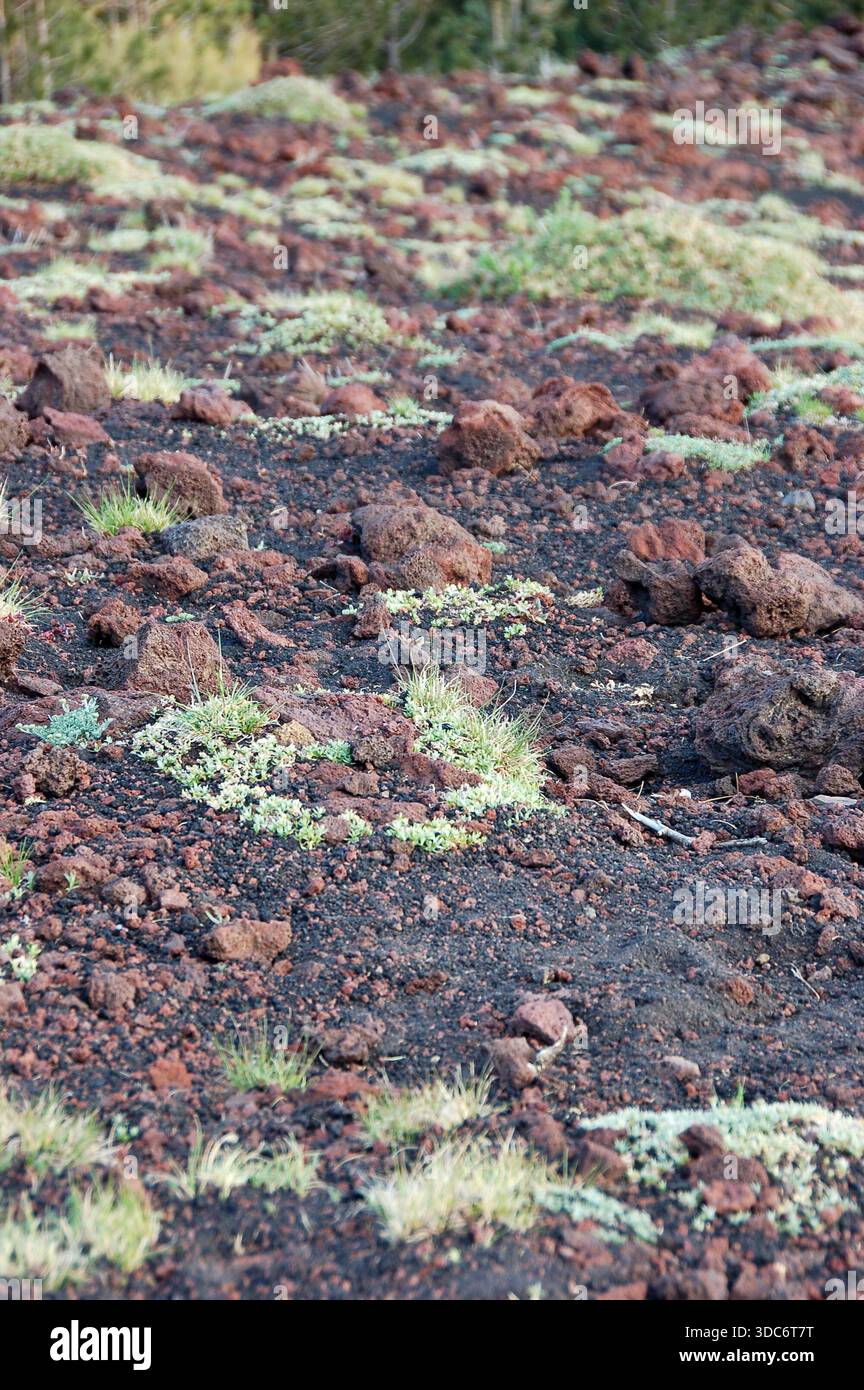 Sparse vegetation on etna hi-res stock photography and images - Alamy