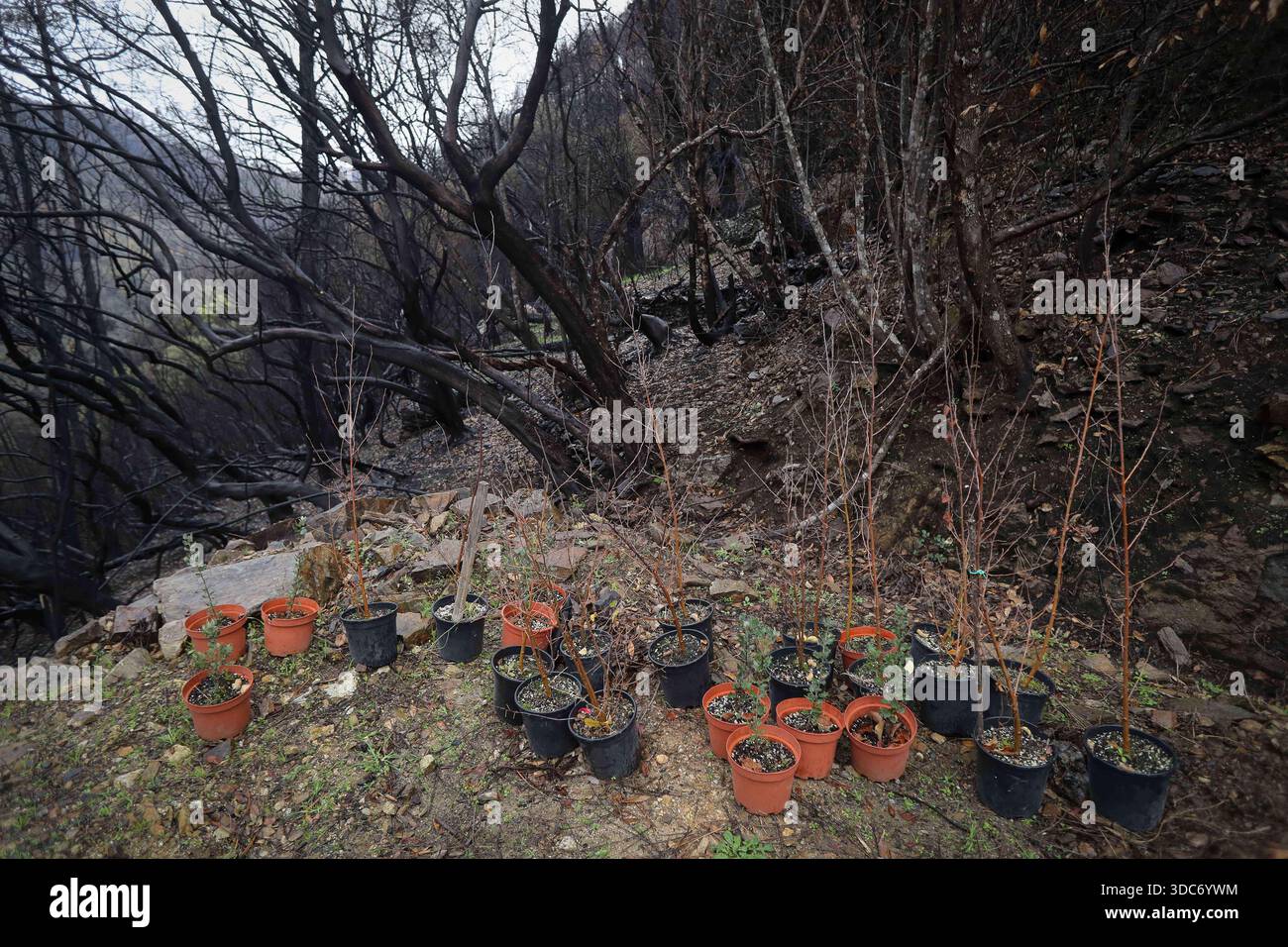 Residents of Sober, helped by volunteers, plant acorns in the burned ...