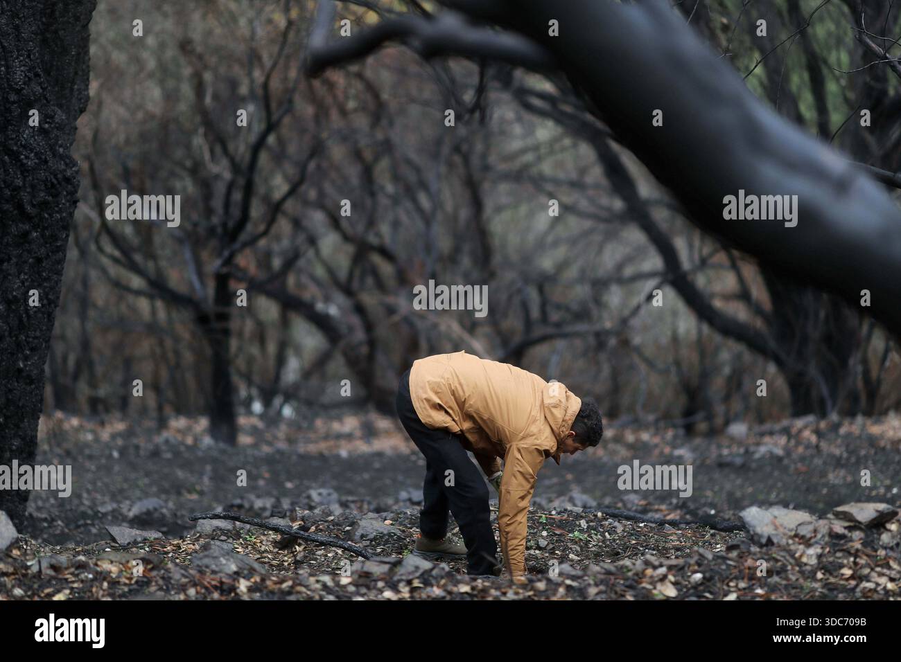 Residents of Sober, helped by volunteers, plant acorns in the burned ...
