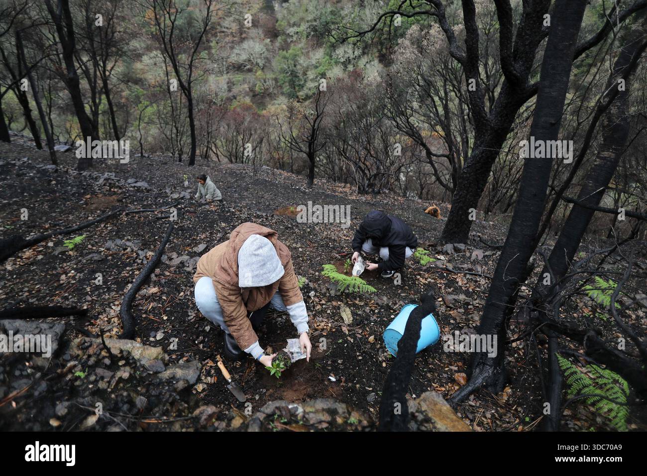Residents of Sober, helped by volunteers, plant acorns in the burned ...