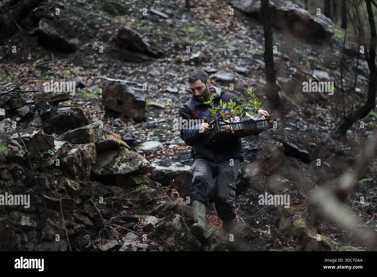 Residents of Sober, helped by volunteers, plant acorns in the burned ...