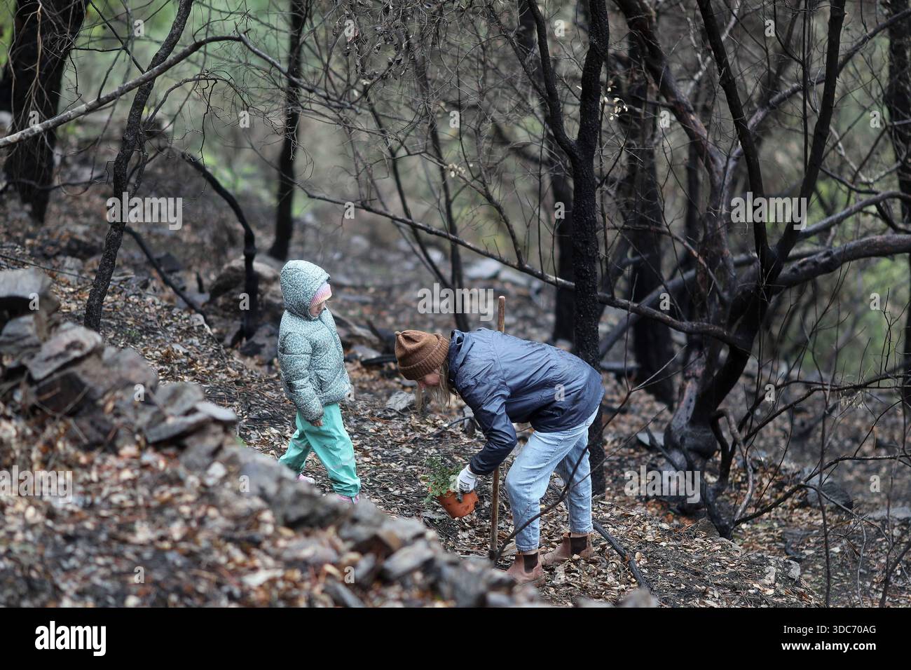 Residents of Sober, helped by volunteers, plant acorns in the burned ...