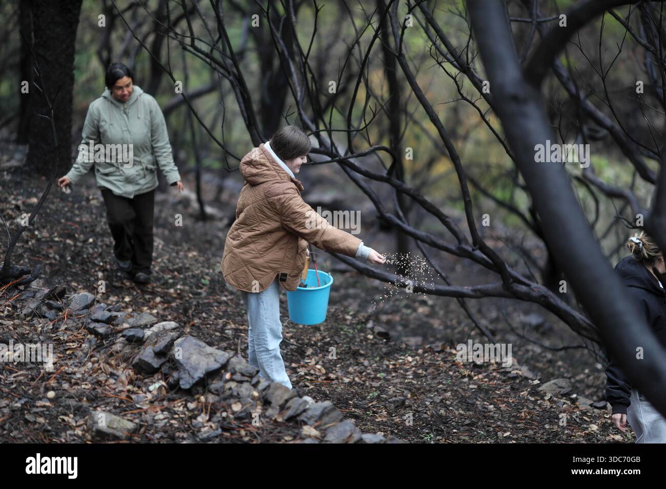 Residents of Sober, helped by volunteers, plant acorns in the burned ...