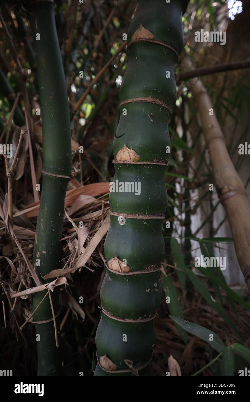 Budha belly bamboo hi-res stock photography and images - Alamy