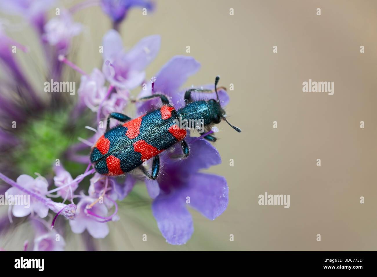 Gemeiner Bienenkaefer, Trichodes apiarius, bee beetle Stock Photo - Alamy