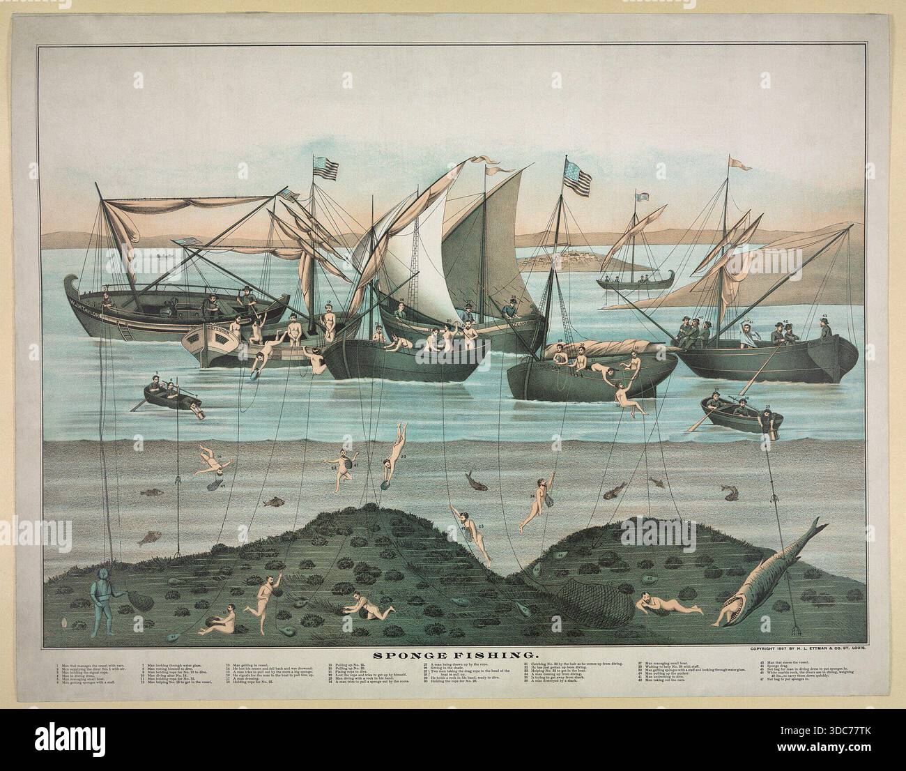 Historical illustration artwork of sponge fishing operations, showing ...