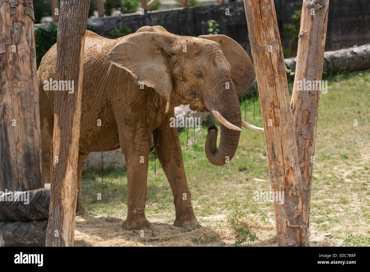 African elephant in the enclosure at the zoo, Bojnice in Slovakia Stock ...