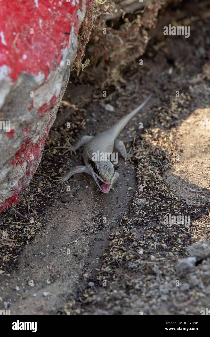 Ovambo tree skink hi-res stock photography and images - Alamy