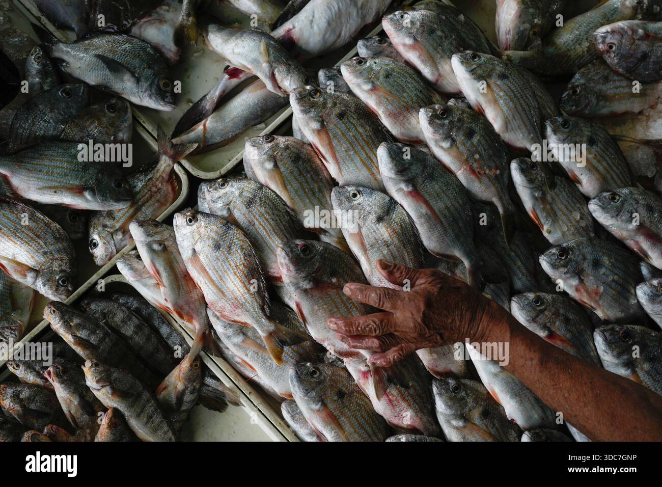 A shopper selects fish at a street market in Caracas, Venezuela ...