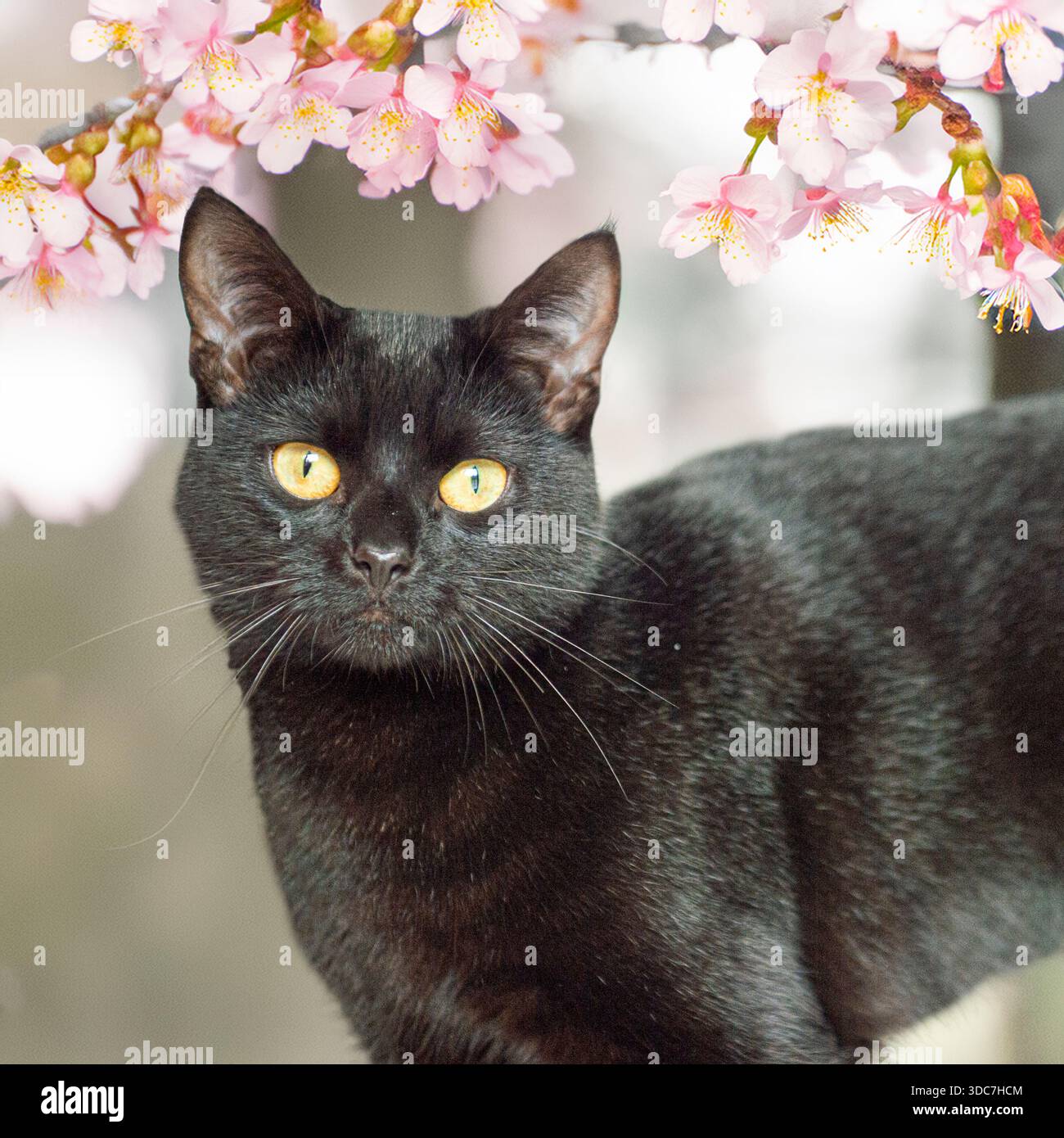 black cat and spring cherry blossom Stock Photo - Alamy