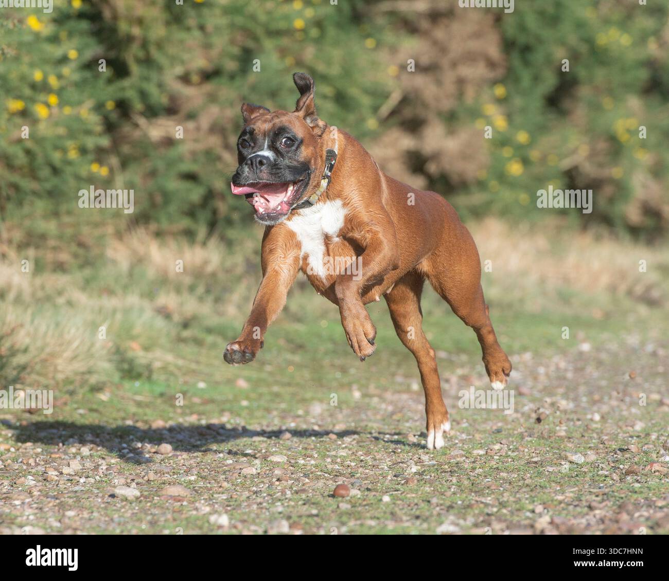 Boxer dog running hi-res stock photography and images - Alamy