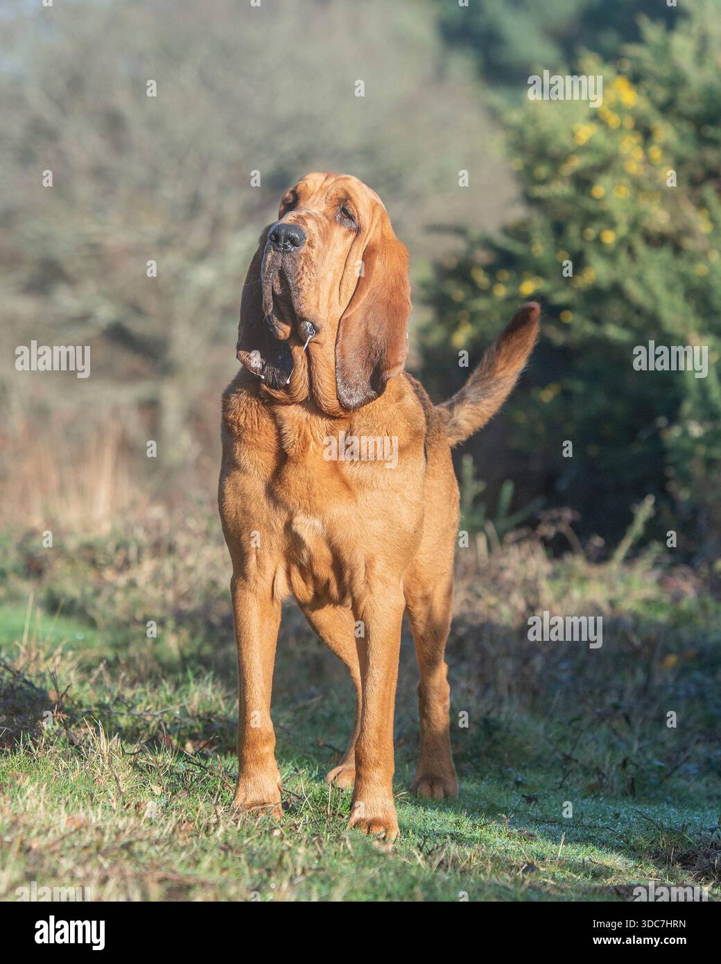 Full body powerful male hi-res stock photography and images - Alamy