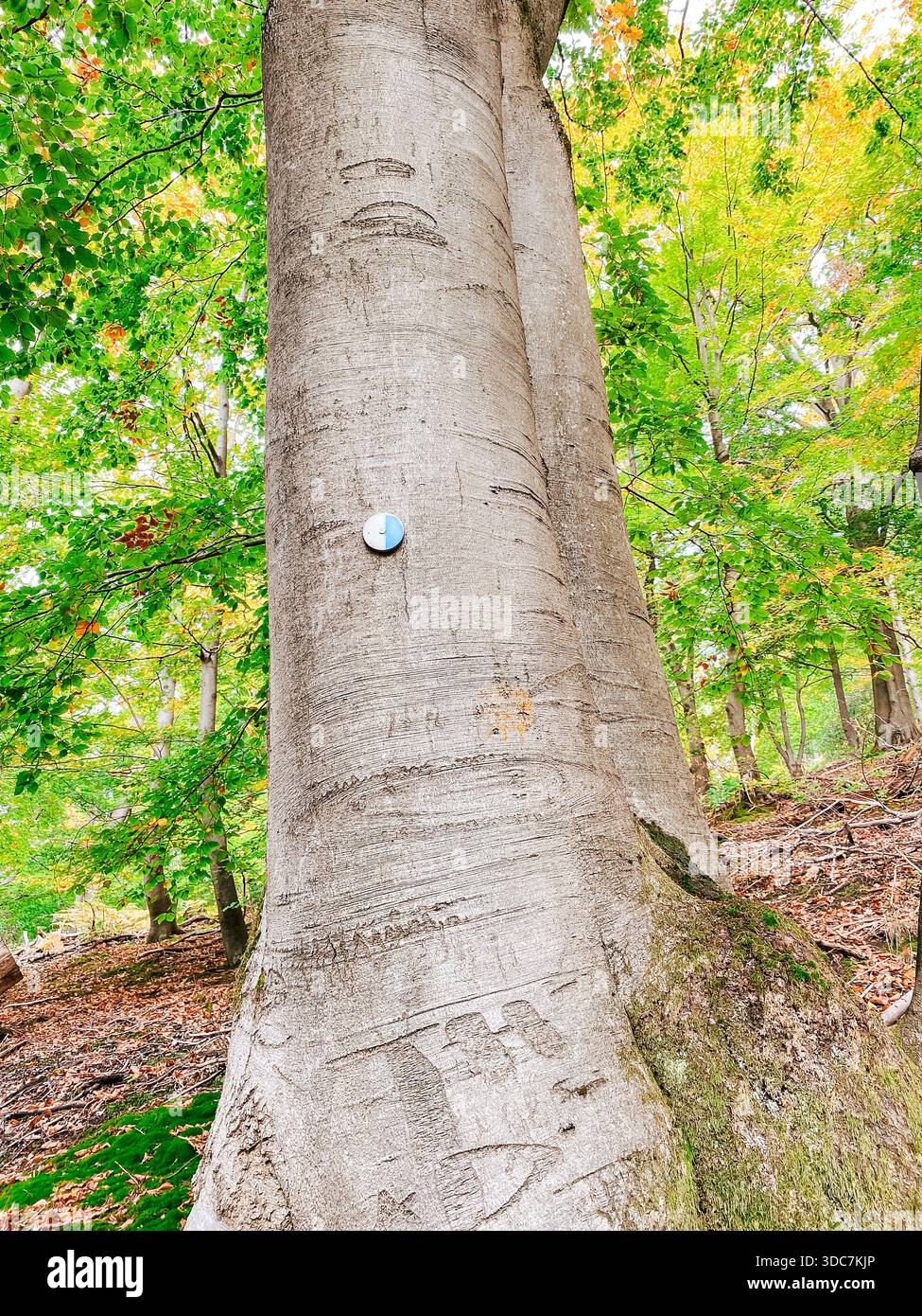 Large tree trunk with carved markings and a metal disc, surrounded by ...