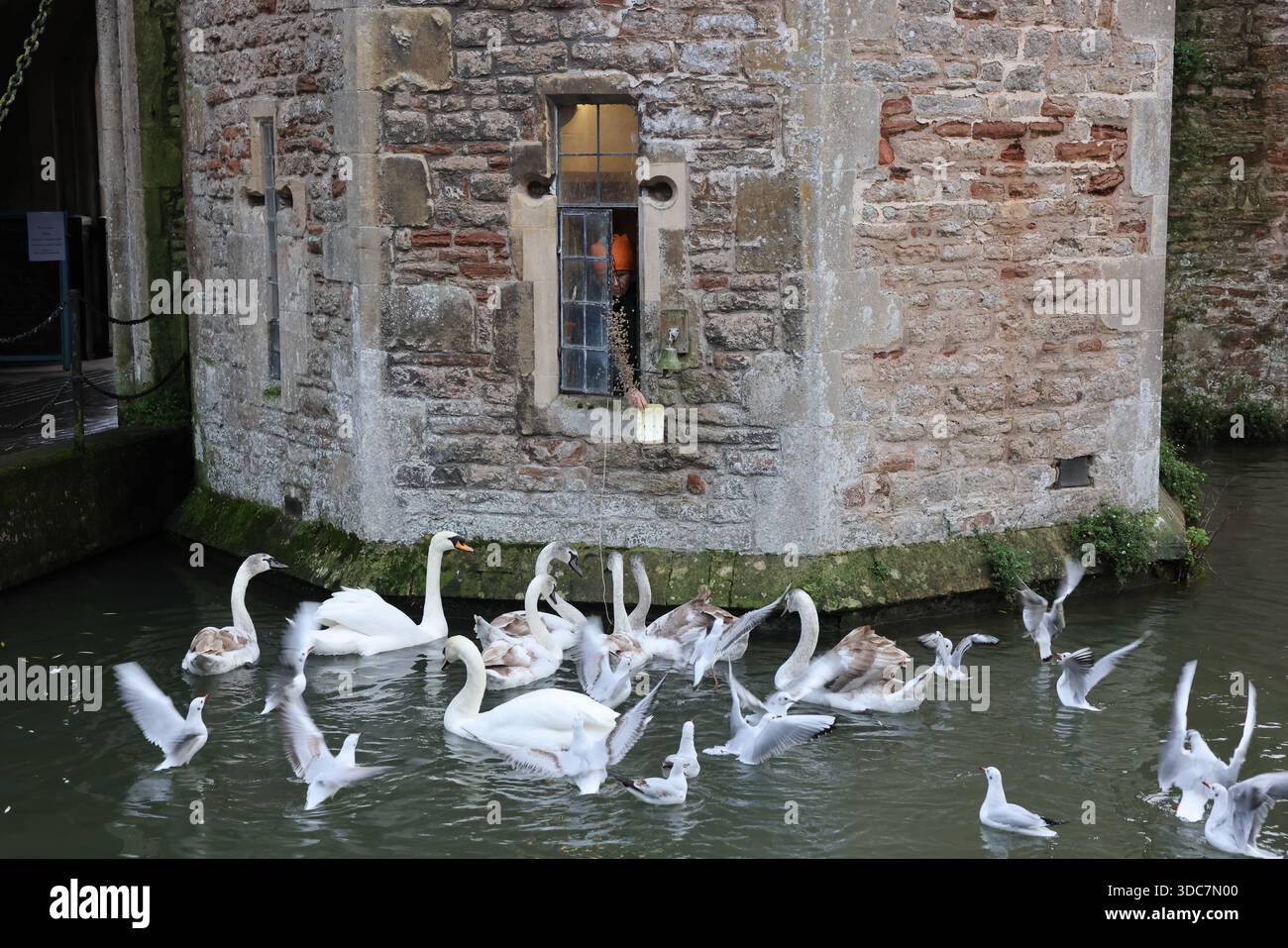 The famous swans of Wells on the Palace Moat, outside the historic ...