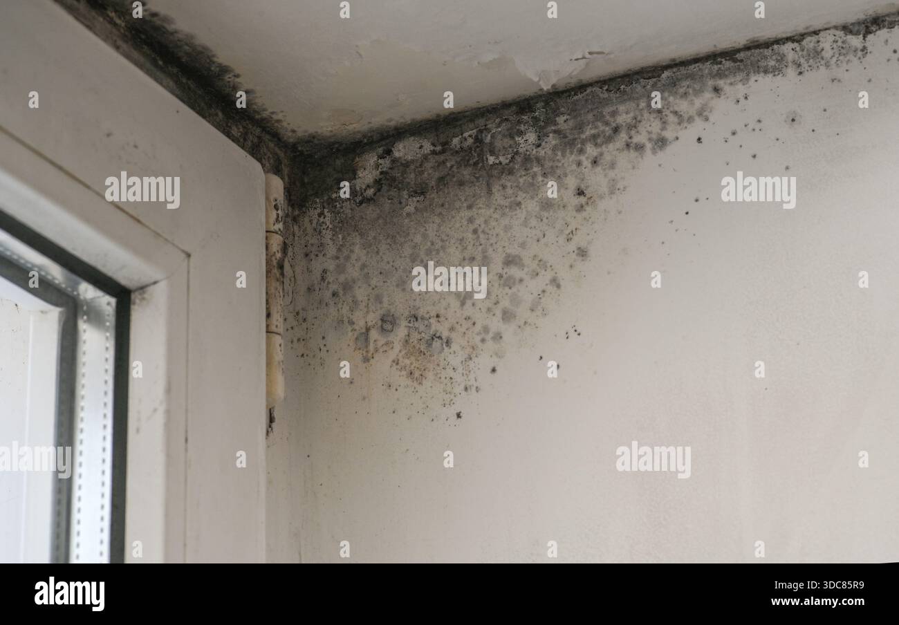 mold spreading from window frame to wall. Black spots indicate long ...